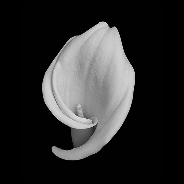 Earl English - Ohio Designer Craftsmen